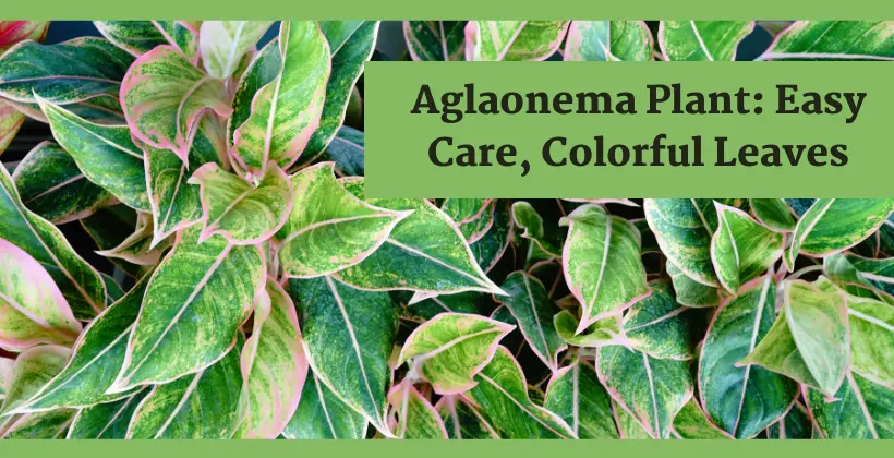 Aglaonema Plant: Easy Care, Colorful Leaves - leafbud.org