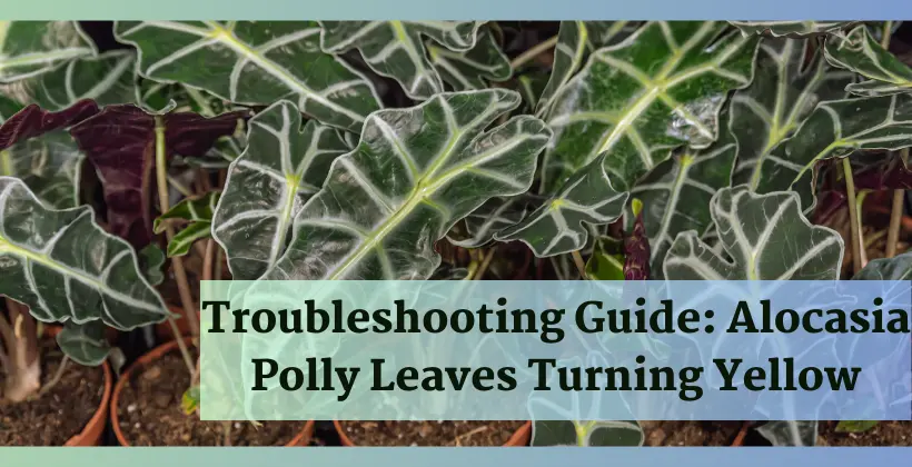 Troubleshooting Guide: Alocasia Polly Leaves Turning Yellow - leafbud.org