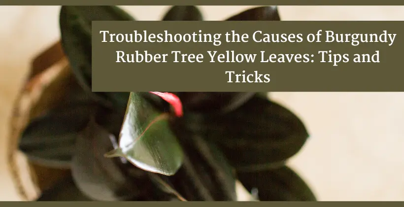 Troubleshooting the Causes of Burgundy Rubber Tree Yellow Leaves: Tips ...