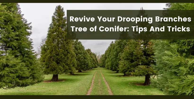 Revive Your Drooping Branches Tree of Conifer: Tips And Tricks ...