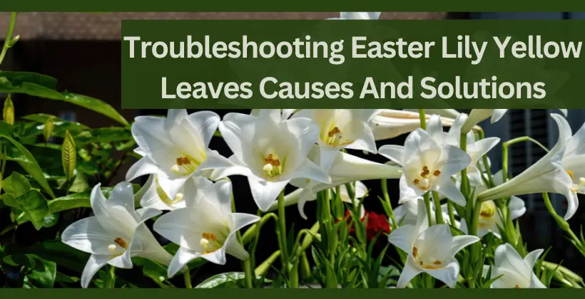Troubleshooting Easter Lily Yellow Leaves Causes And Solutions ...