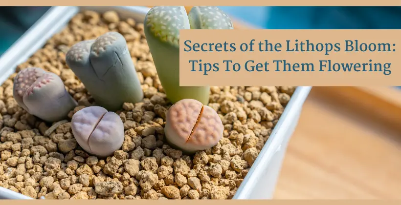 Secrets of the Lithops Bloom: Tips To Get Them Flowering - leafbud.org