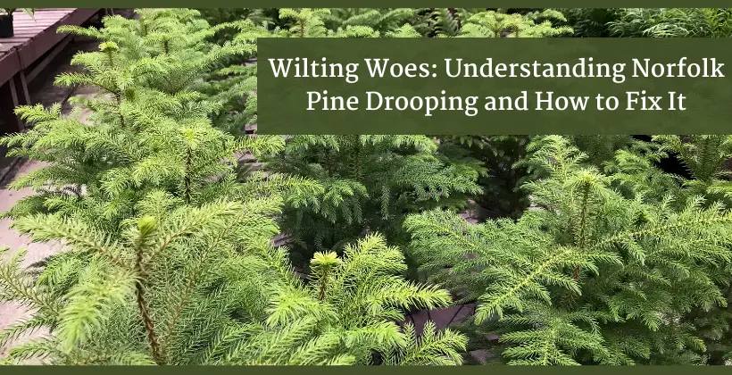 Wilting Woes: Understanding Norfolk Pine Drooping and How to Fix It - leafbud.org