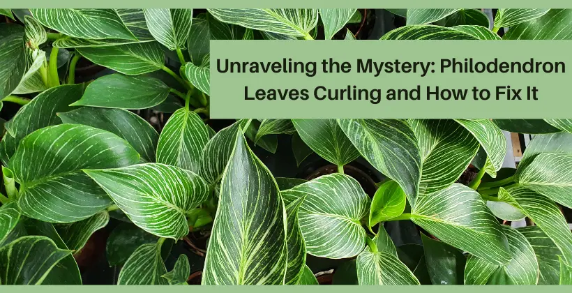 Unraveling the Mystery: Philodendron Leaves Curling and How to Fix It ...