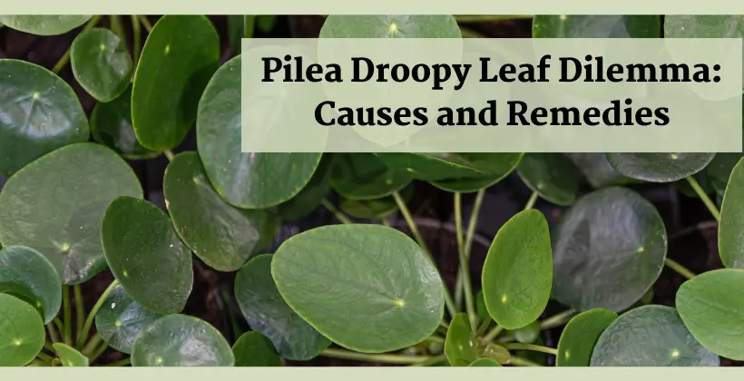 Pilea Droopy Leaf Dilemma: Causes and Remedies - leafbud.org