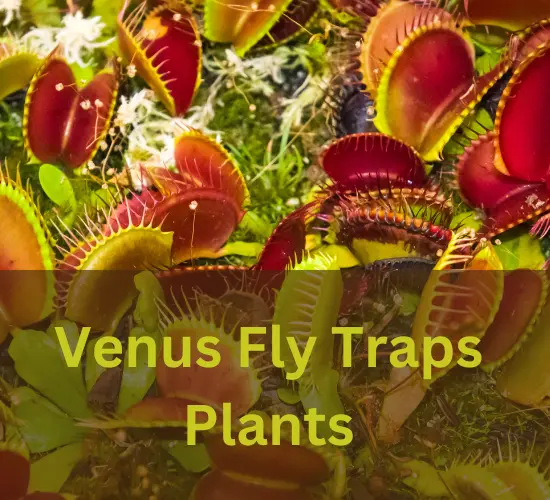 The Little Hunters: Expert Tips for Carnivorous Mini Pitcher Plant Care ...