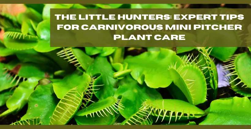 The Little Hunters: Expert Tips for Carnivorous Mini Pitcher Plant Care ...