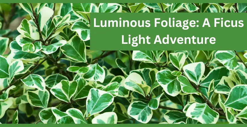 Luminous Foliage: A Ficus Light Adventure - leafbud.org