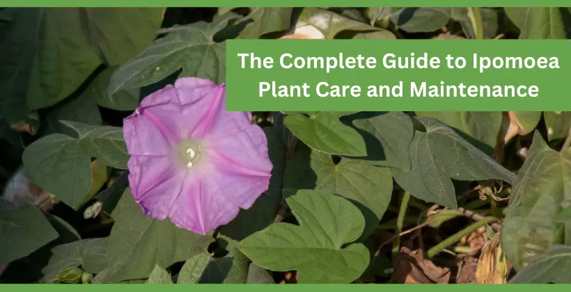 The Complete Guide to Ipomoea Plant Care and Maintenance - leafbud.org