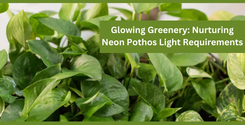Glowing Greenery: Nurturing Neon Pothos Light Requirements - leafbud.org