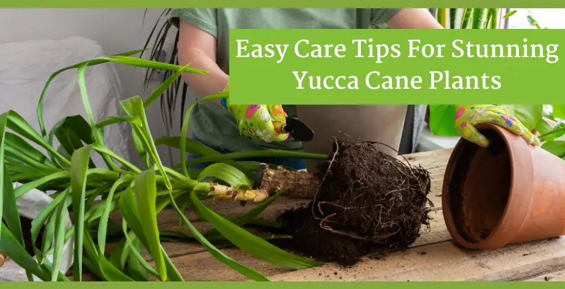 Easy Care Tips For Stunning Yucca Cane Plants - leafbud.org